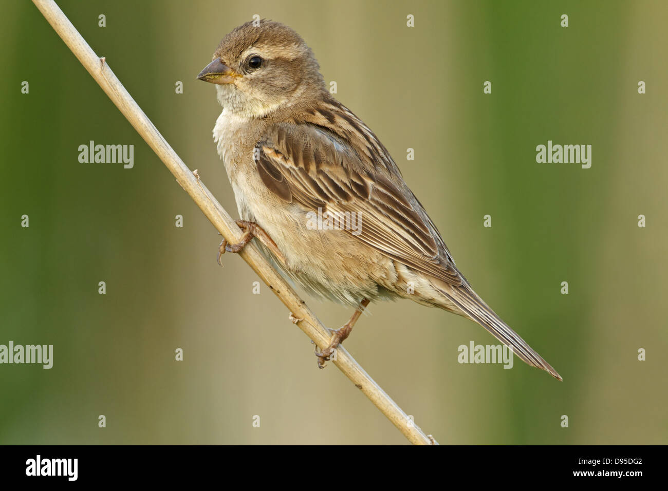 Dead bird sparrow hi-res stock photography and images - Alamy
