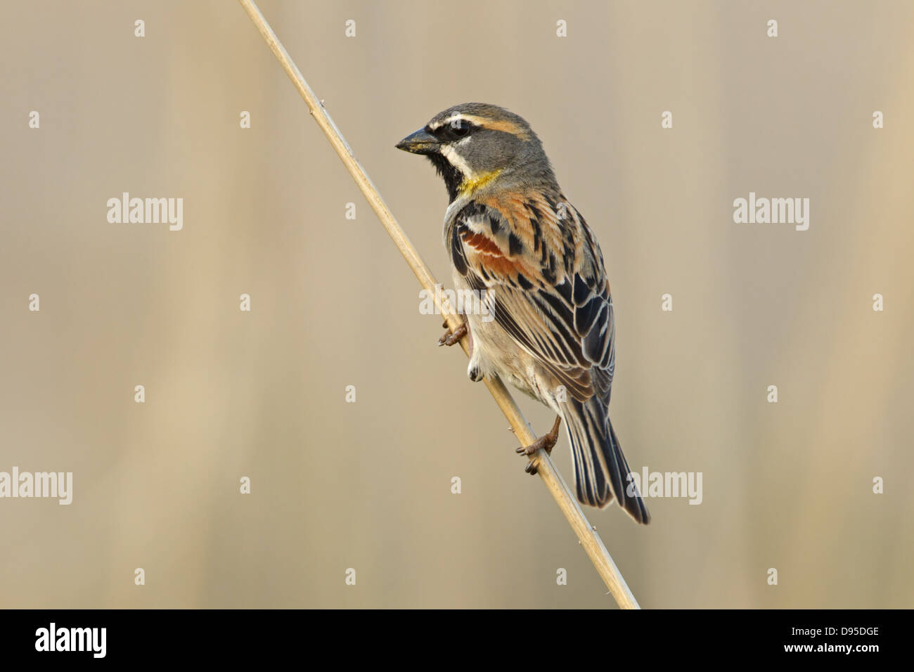 Passer moabiticus hi-res stock photography and images - Alamy