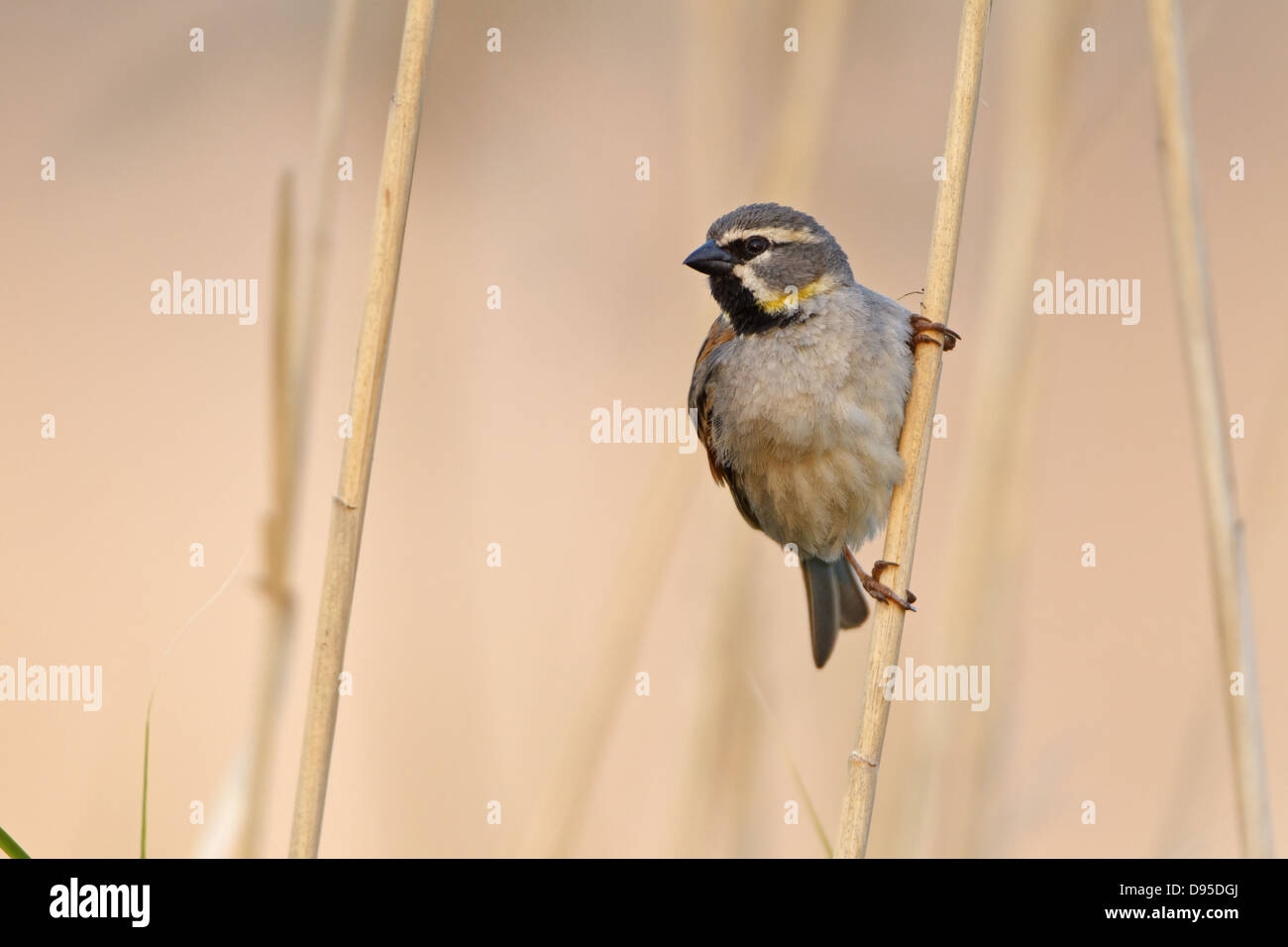 Dead Sea Sparrow, Moabsperling, Passer moabiticus Stock Photo - Alamy