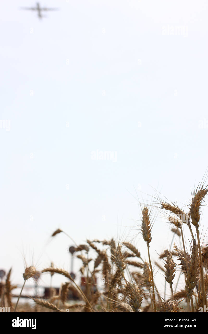 Wheat ready for harvest and a passenger plane taking off from Kinmen ...