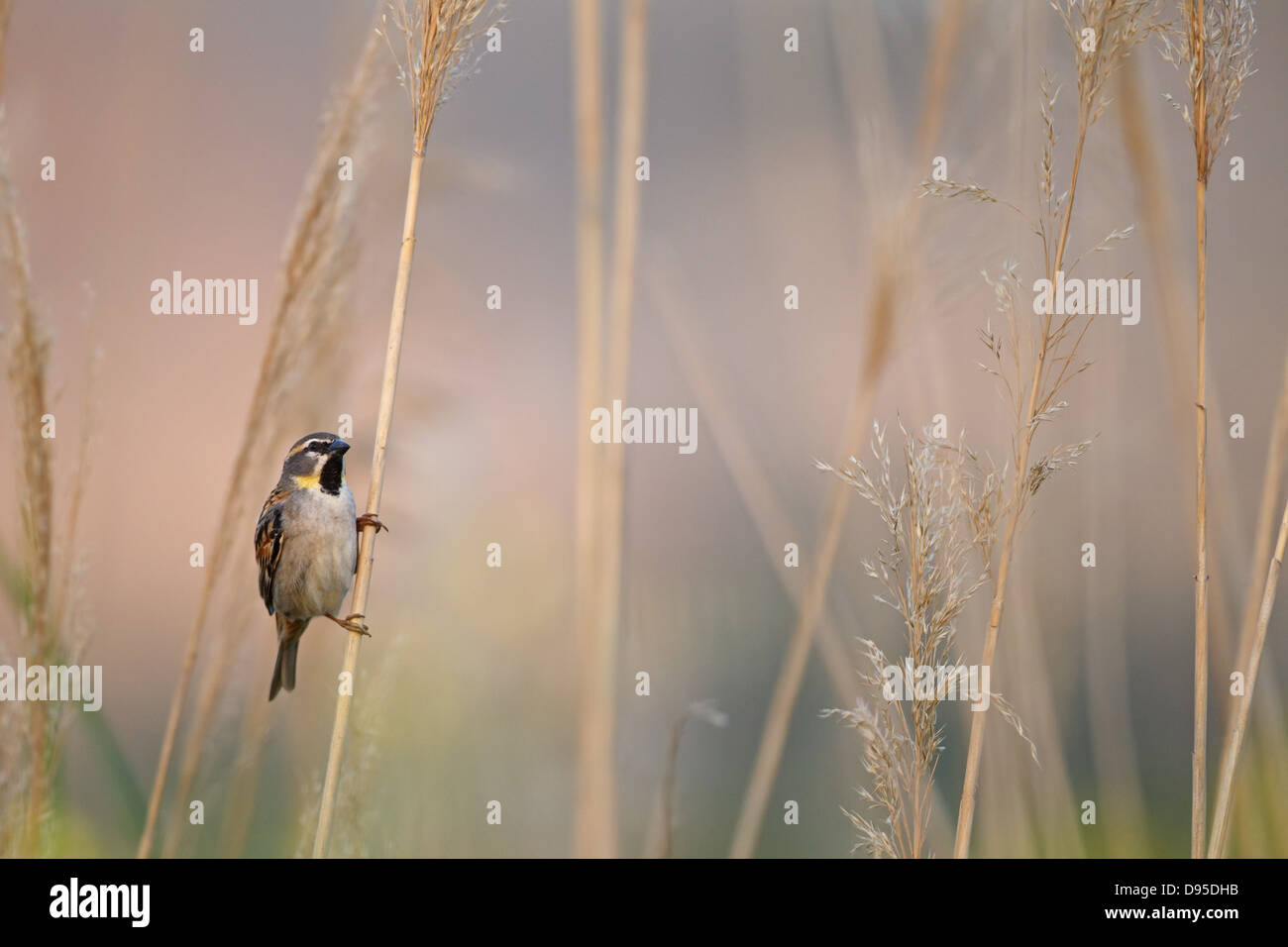Dead Sea Sparrow, Moabsperling, Passer moabiticus Stock Photo - Alamy