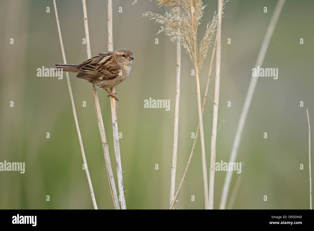 Passer moabiticus hi-res stock photography and images - Alamy