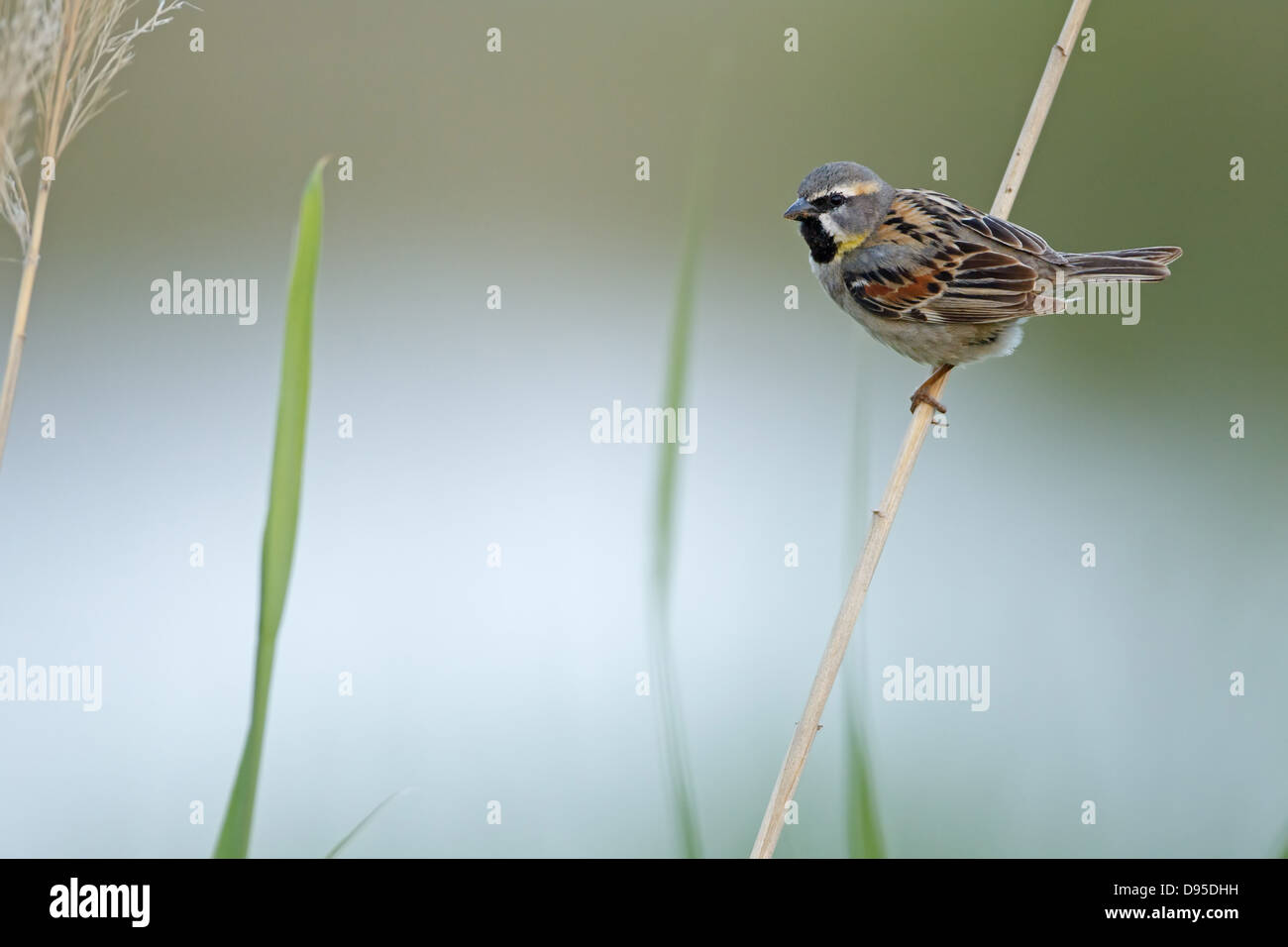 Passer moabiticus hi-res stock photography and images - Alamy