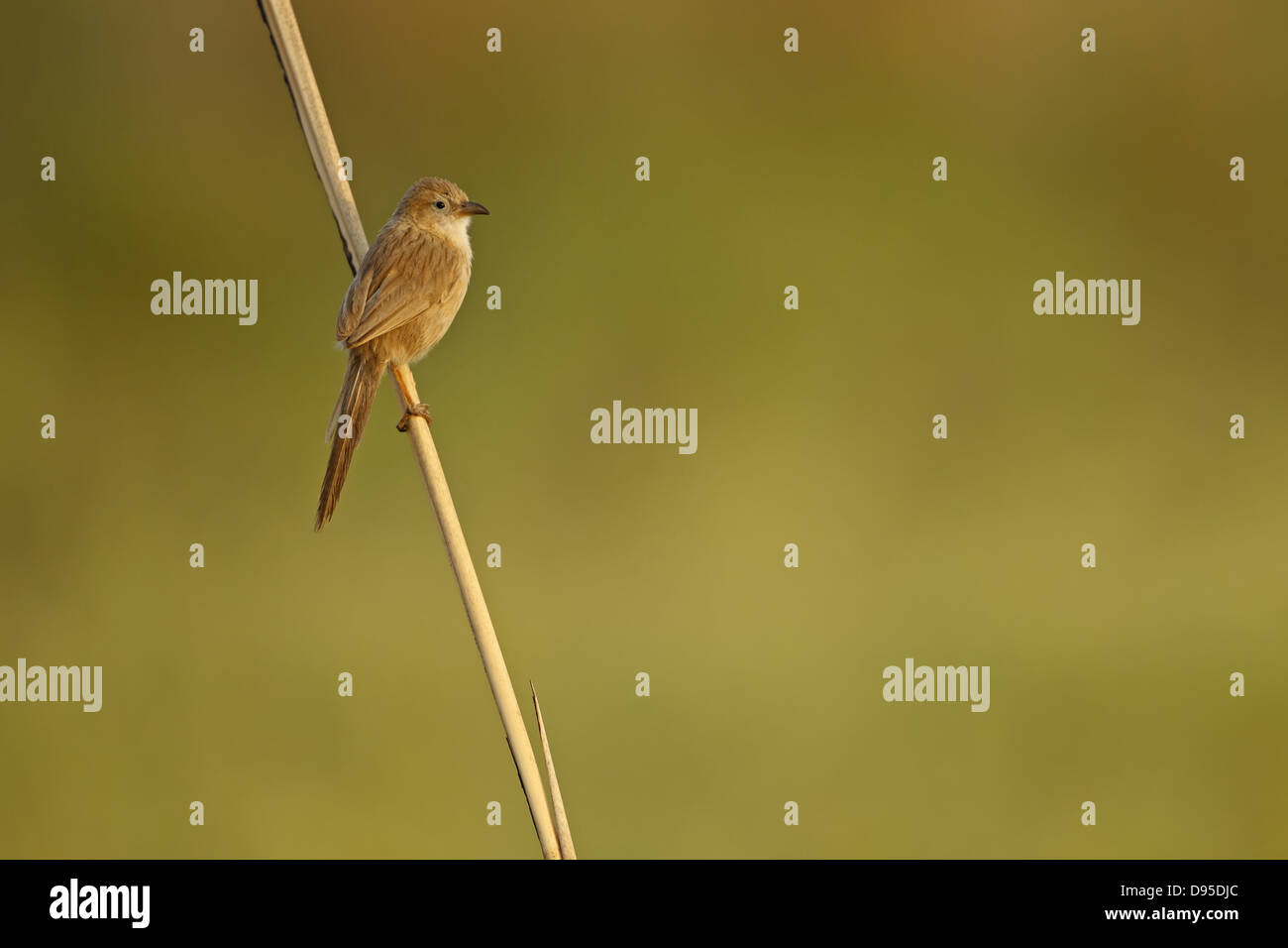 Iraq bird hi-res stock photography and images - Alamy