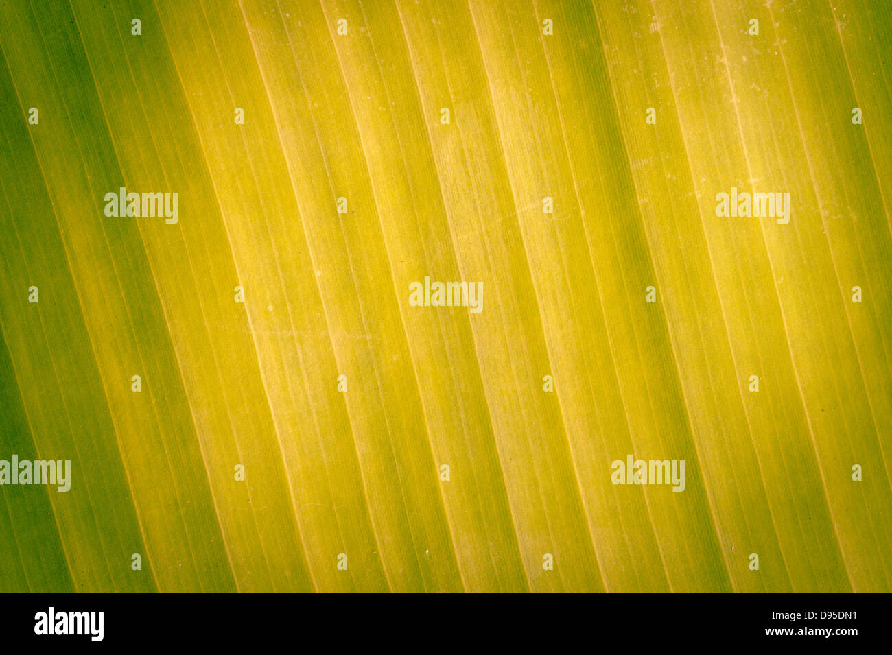 Banana tree texture hi-res stock photography and images - Alamy