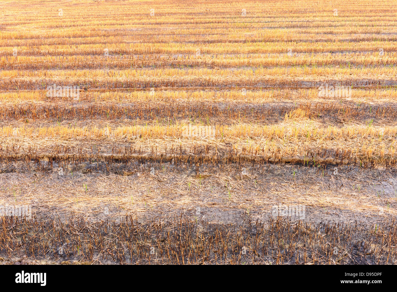 Burning rice hi-res stock photography and images - Alamy