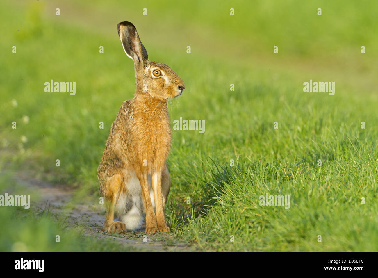 Hare and bird hi-res stock photography and images - Alamy