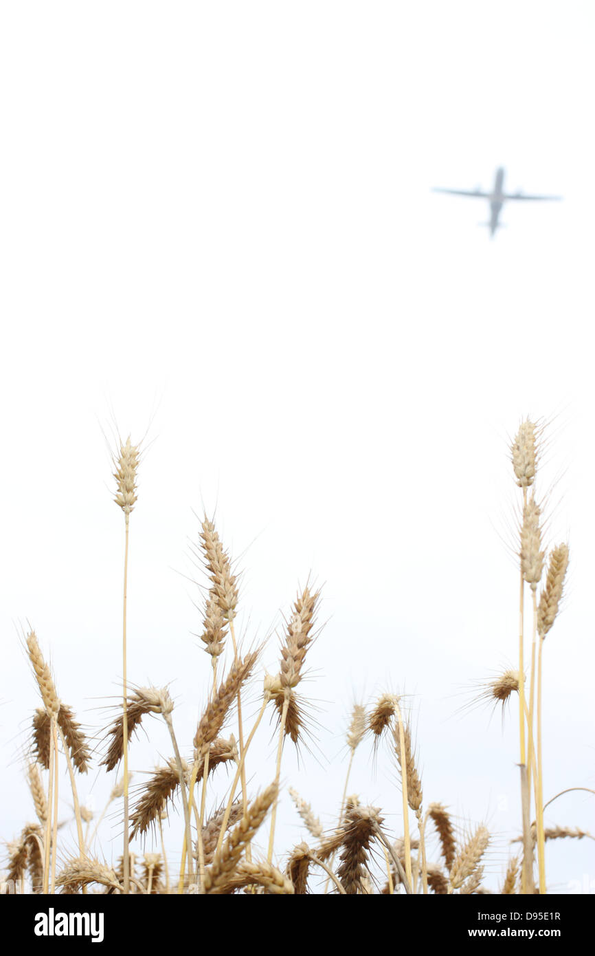 Wheat ready for harvest and a passenger plane taking off from Kinmen ...