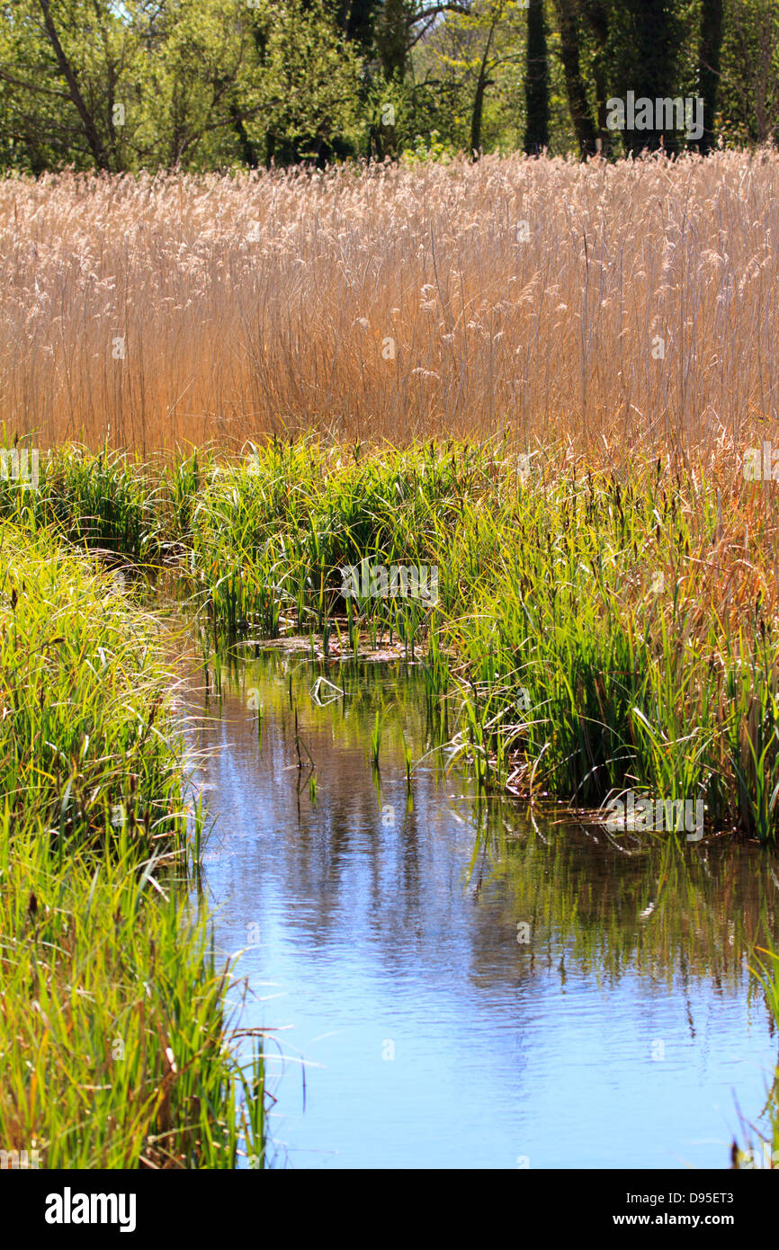 Grassy banks hi-res stock photography and images - Alamy