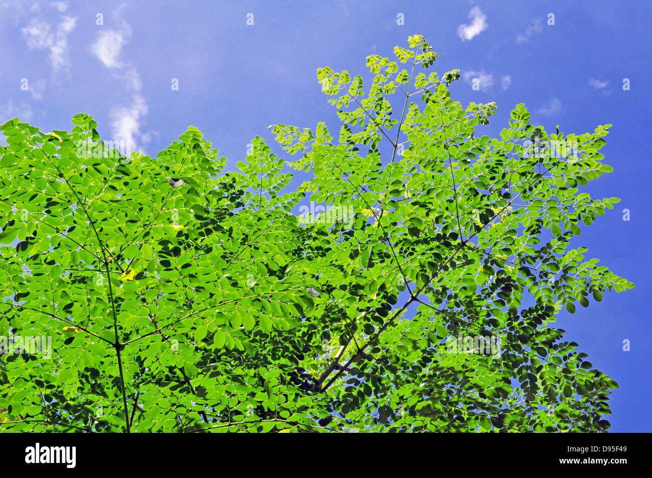 Moringa oleifera Moringaceae Stock Photo - Alamy