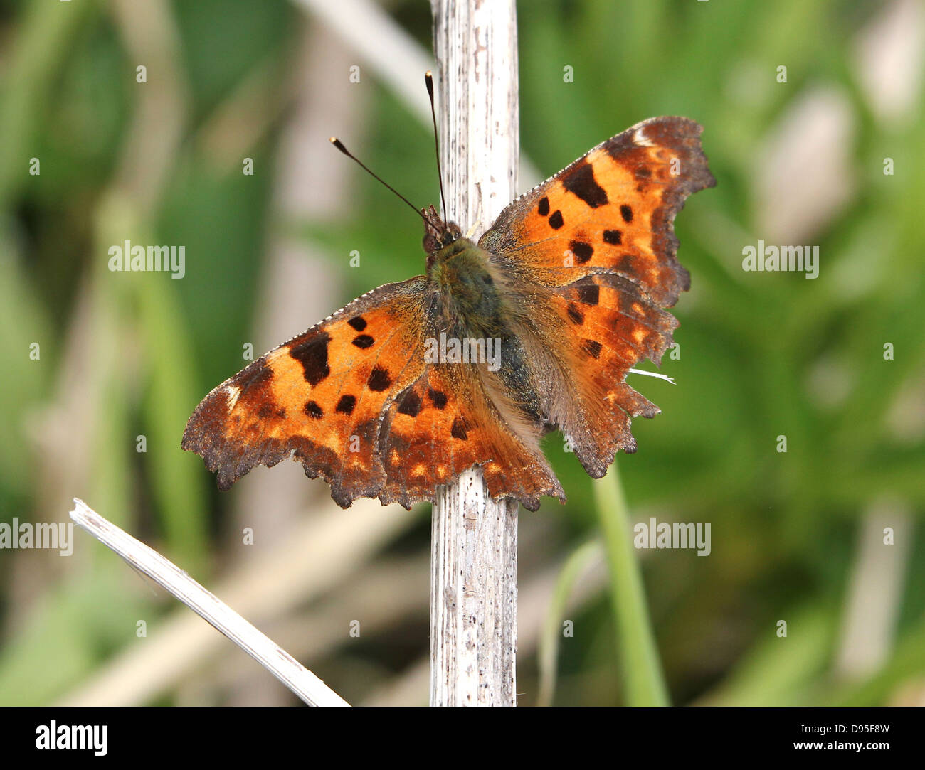 Comma Butterfly (Polygonia c-album) posing with opened wings Stock ...