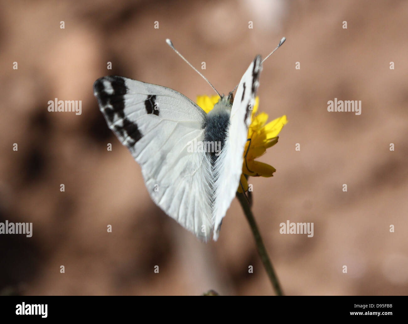 Imago mariposa hi-res stock photography and images - Alamy