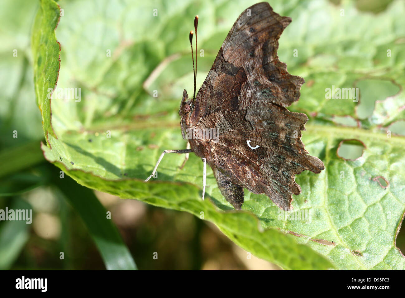 Comma Butterfly (Polygonia c-album) posing on a leaf with wings closed ...