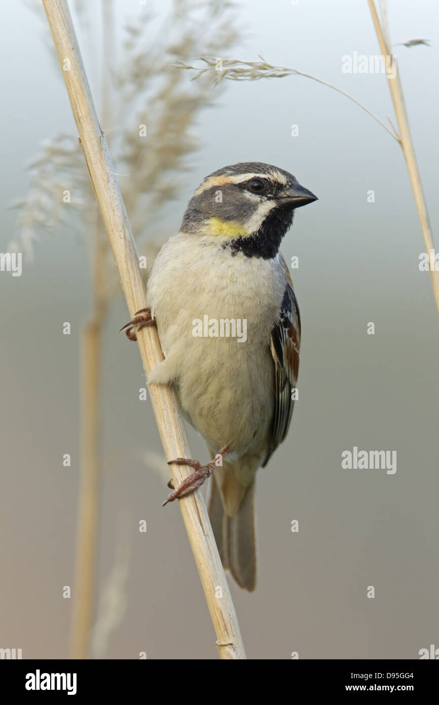 Dead Sea Sparrow, Moabsperling, Passer moabiticus Stock Photo - Alamy
