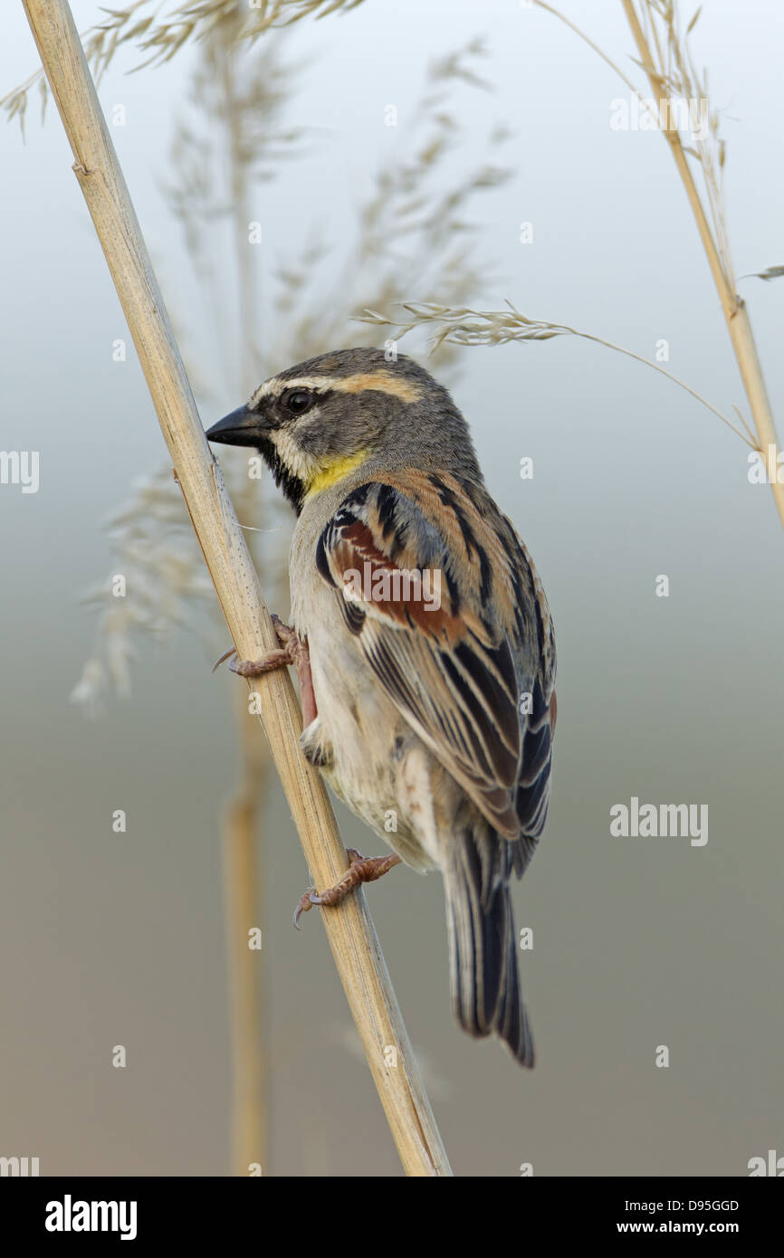 Passer moabiticus hi-res stock photography and images - Alamy