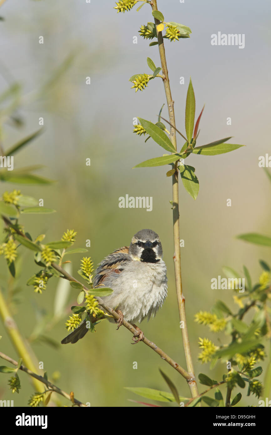 Dead Sea Sparrow, Moabsperling, Passer moabiticus Stock Photo - Alamy