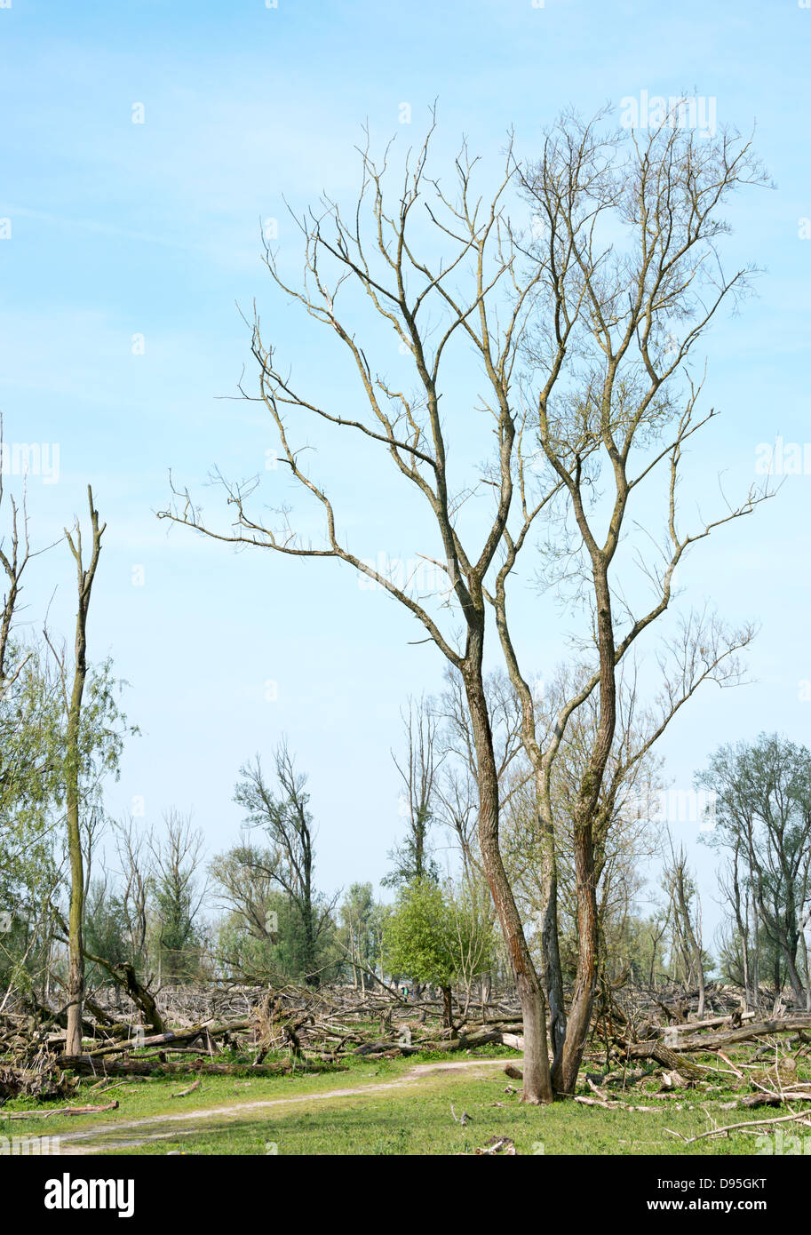 forest with dead and fallen trees after a storm Stock Photo - Alamy