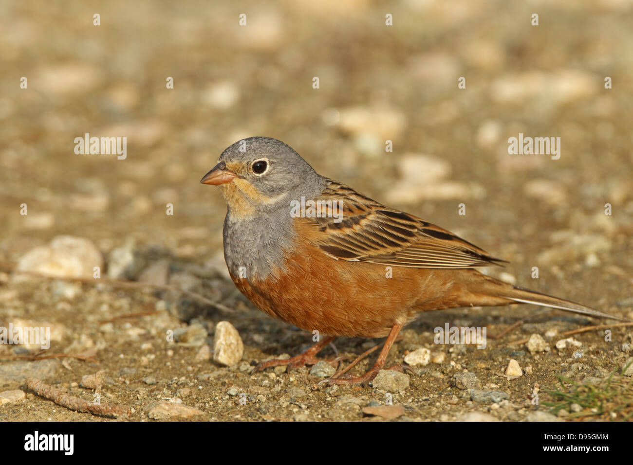 Ortolan, Ortolan Bunting, Gartenammer, Emberiza hortulana Stock Photo ...