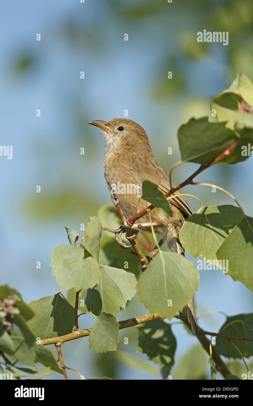 Iraq bird hi-res stock photography and images - Alamy