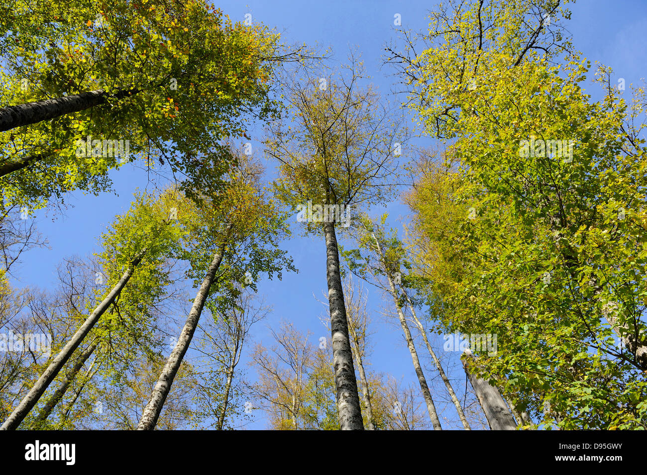 Landscape of a European Beech or Common Beech (Fagus sylvatica) forest ...