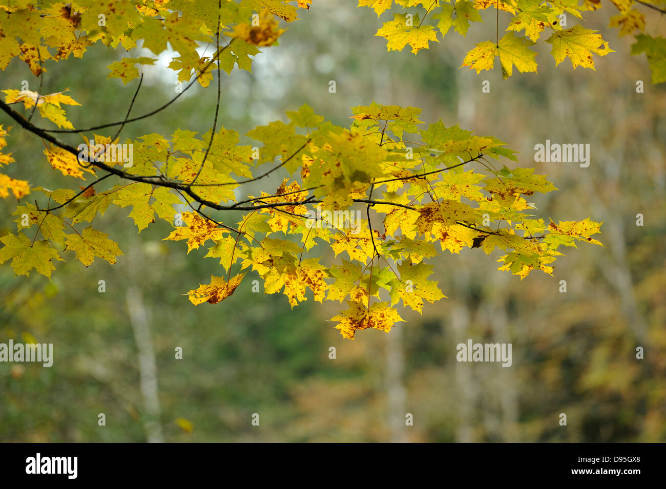 Acer campestre hedge autumn hi-res stock photography and images - Alamy