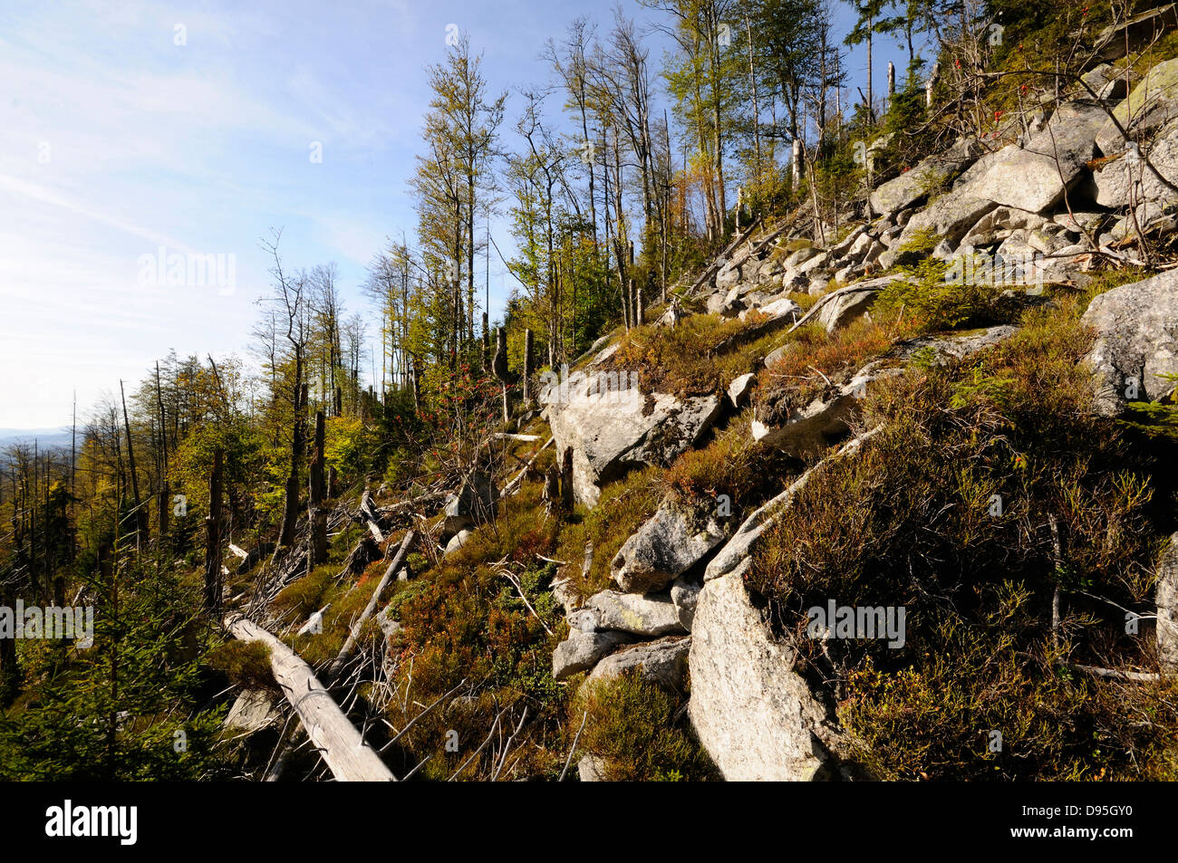 Fall Beetles High Resolution Stock Photography and Images - Alamy