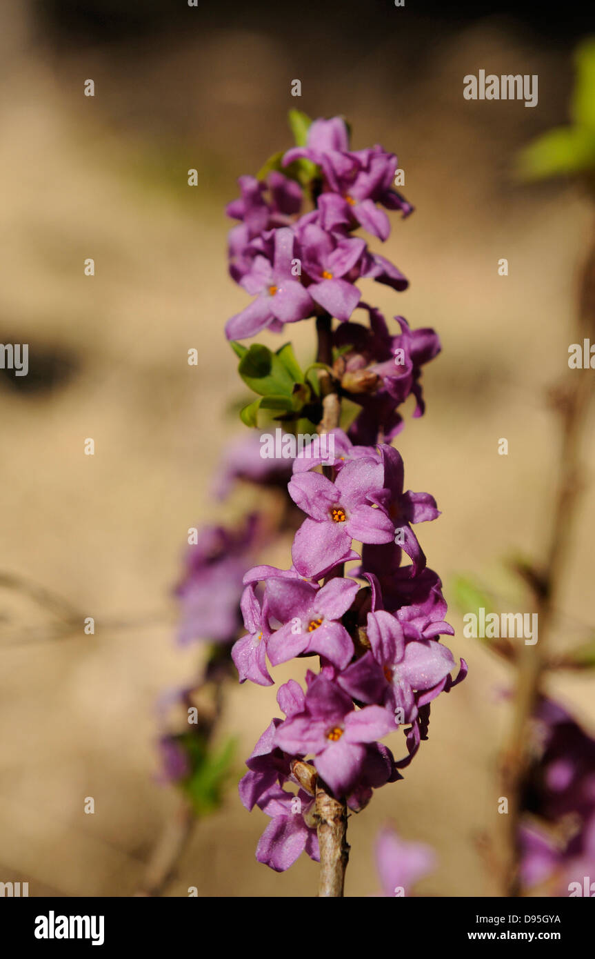 Mezereon (Daphne mezereum) blossoms in a forest in early spring ...