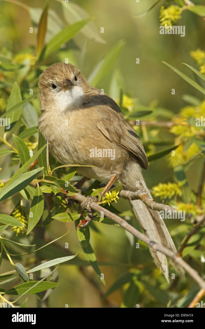 Iraq bird hi-res stock photography and images - Alamy