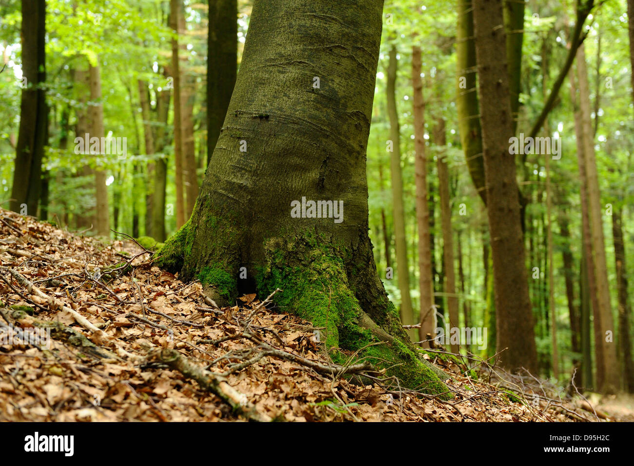 Landscape of a European Beech or Common Beech (Fagus sylvatica) tree ...