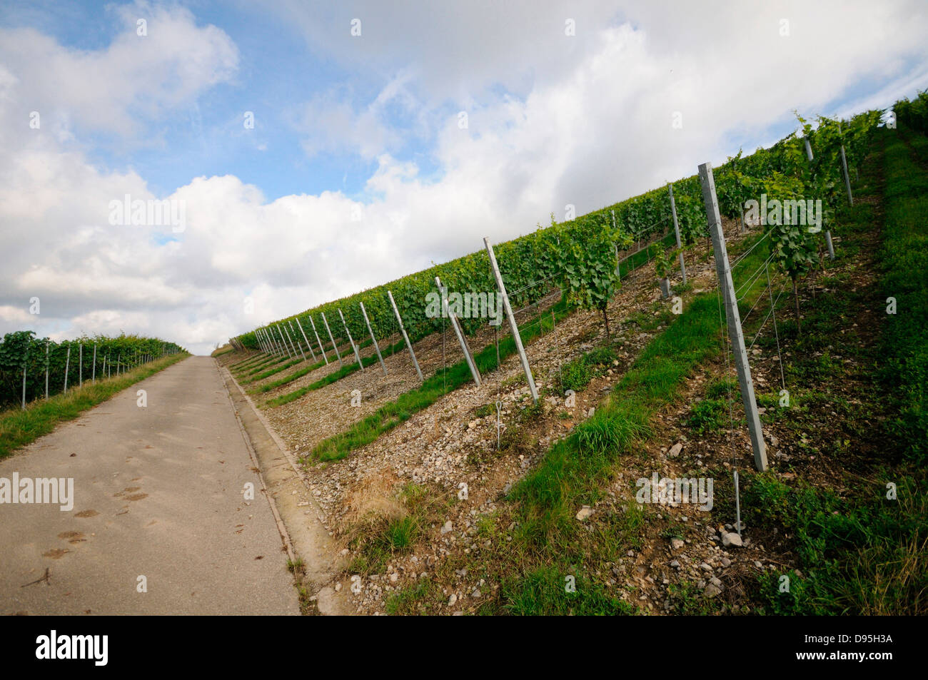 A little road going through vineyard, Baden-Wurttemberg, Germany Stock ...