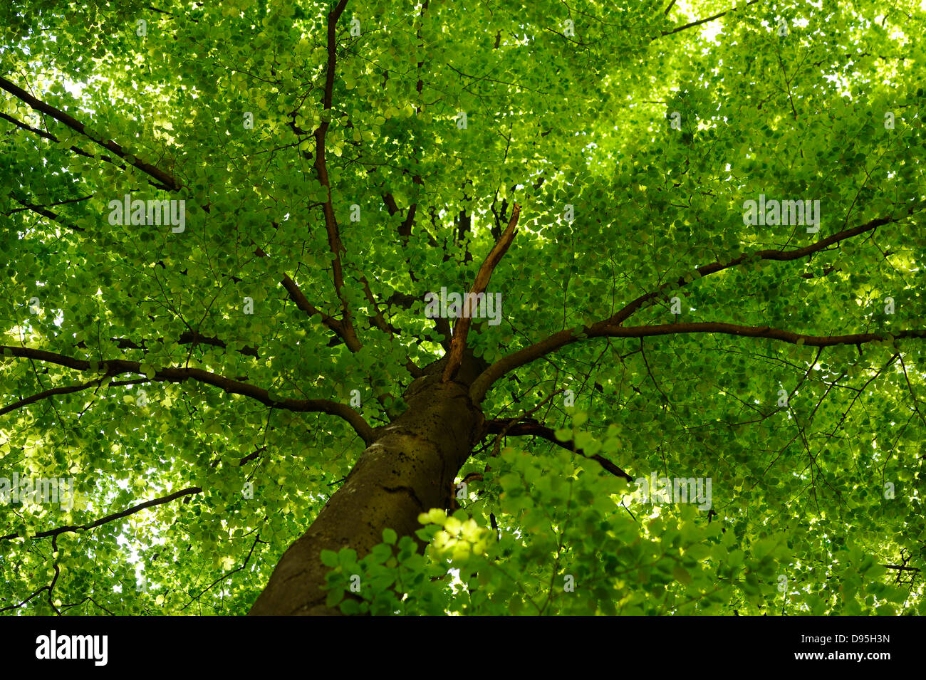 European Beech or Common Beech (Fagus sylvatica) tree in early summer ...