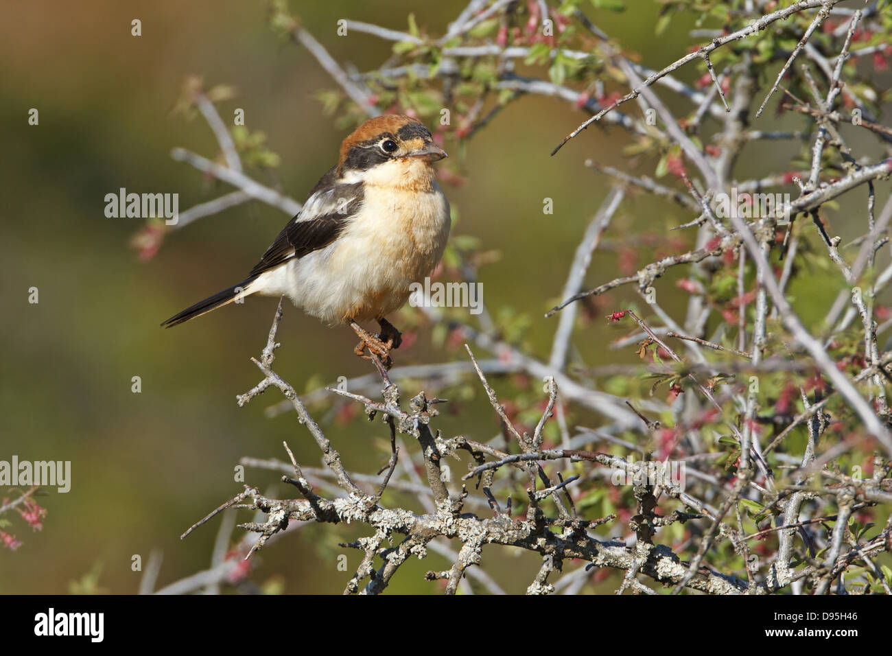 Woodchat Shrike, Lanius senator, Rotkopfwürger, Rotkopfwuerger Stock ...