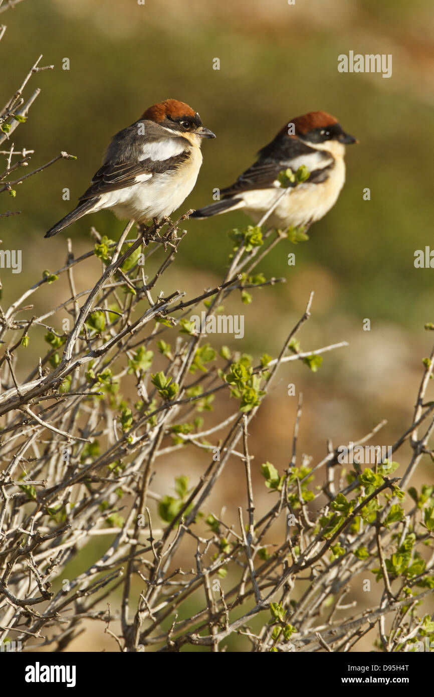 Woodchat Shrike, Lanius senator, Rotkopfwürger, Rotkopfwuerger Stock ...