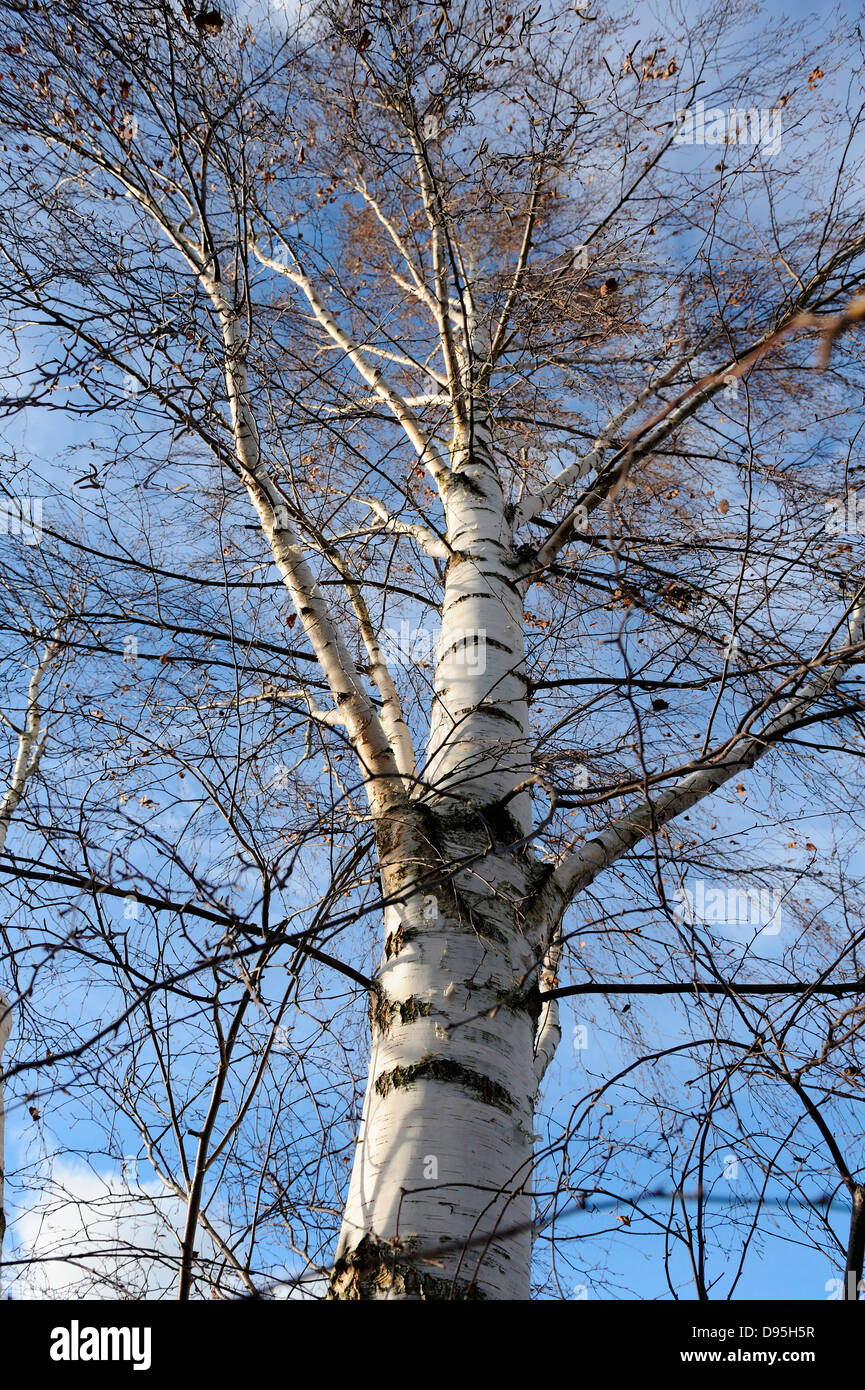 Silver birch (Betula pendula) in late autumn, Bavaria, Germany Stock ...