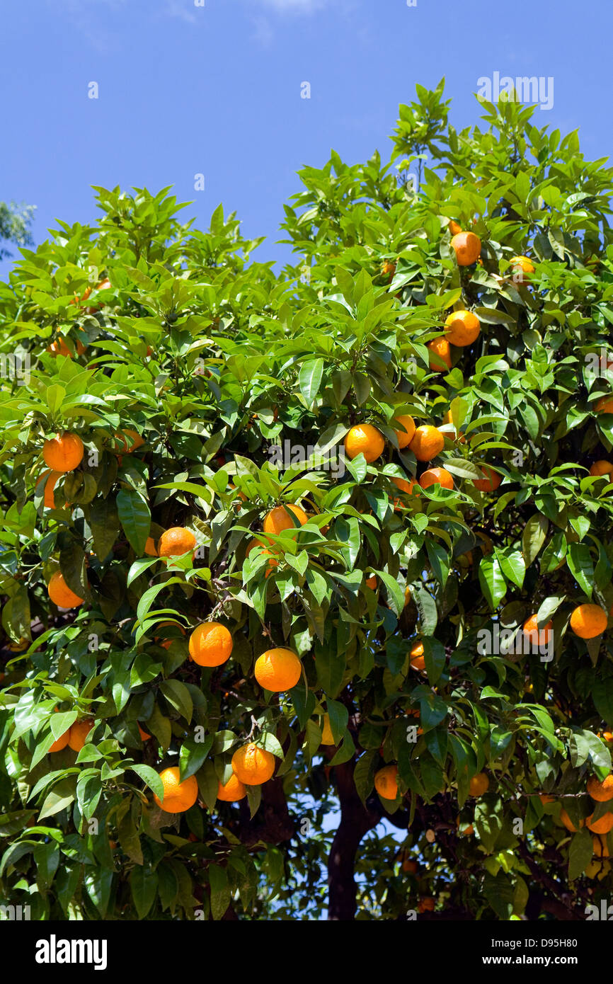 Seville oranges hi-res stock photography and images - Alamy