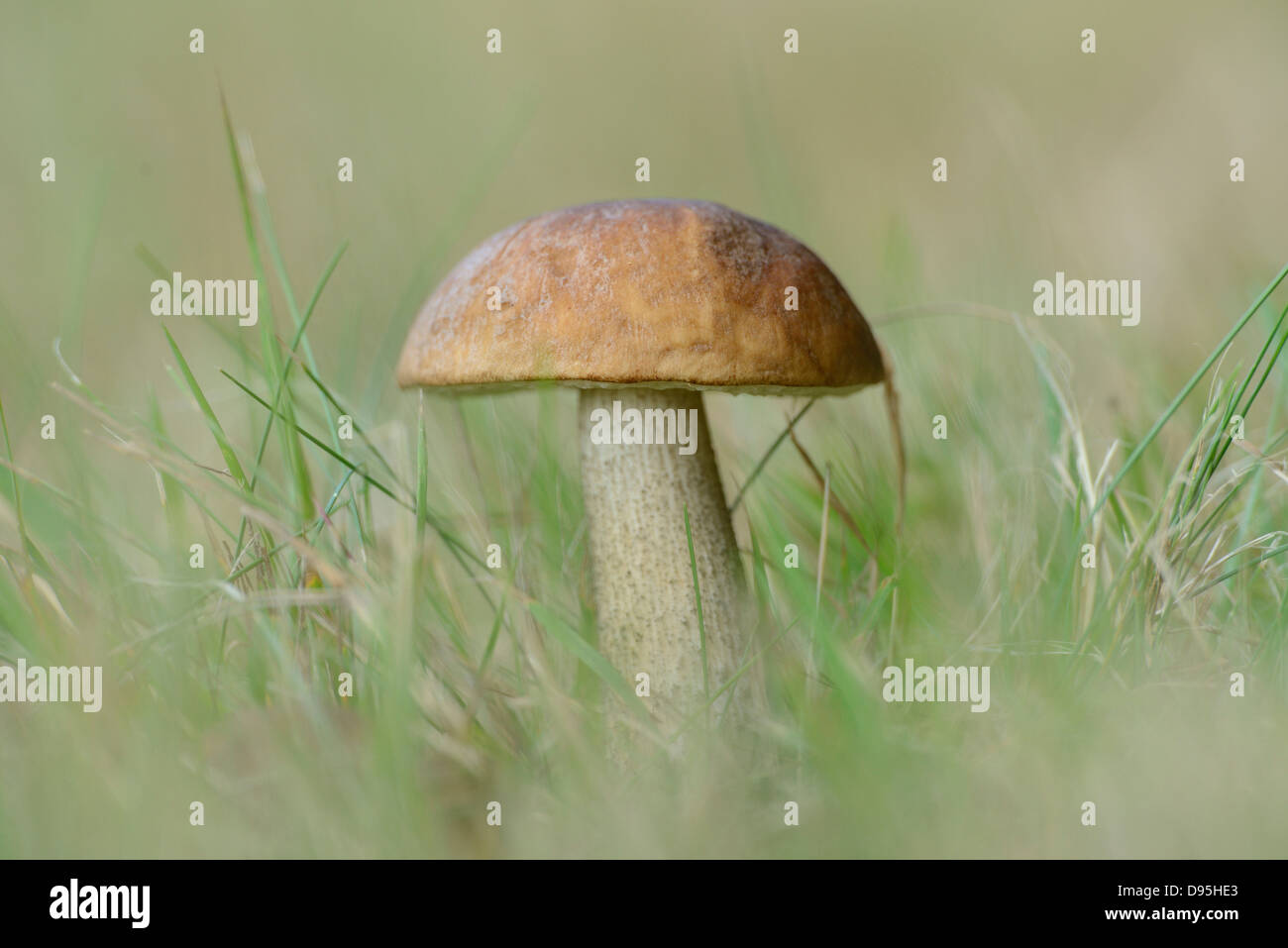 Leccinum sp hi-res stock photography and images - Alamy