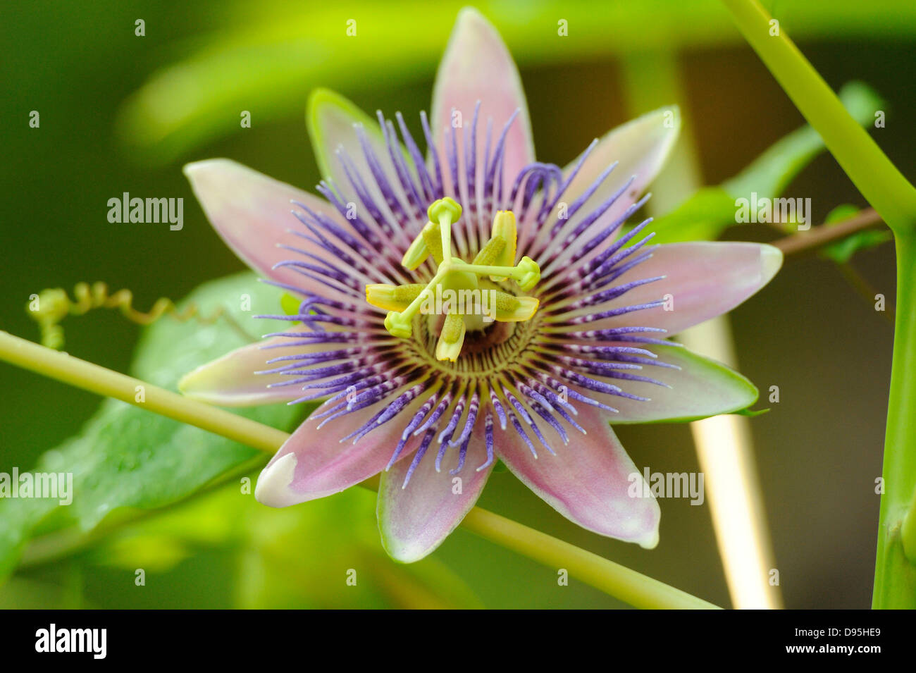 Passiflora sp hi-res stock photography and images - Alamy