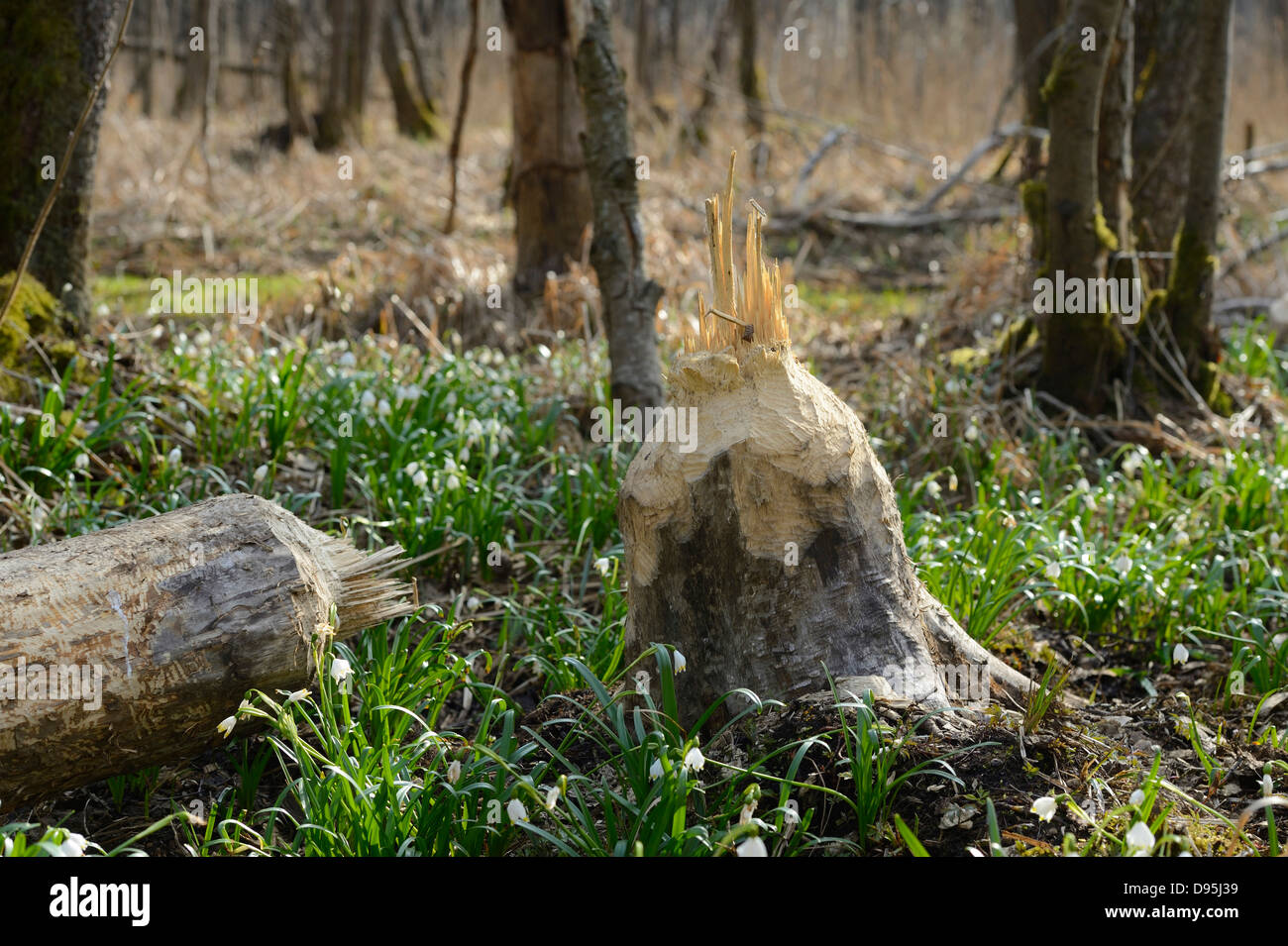 Tree cut down by beavers hi-res stock photography and images - Alamy
