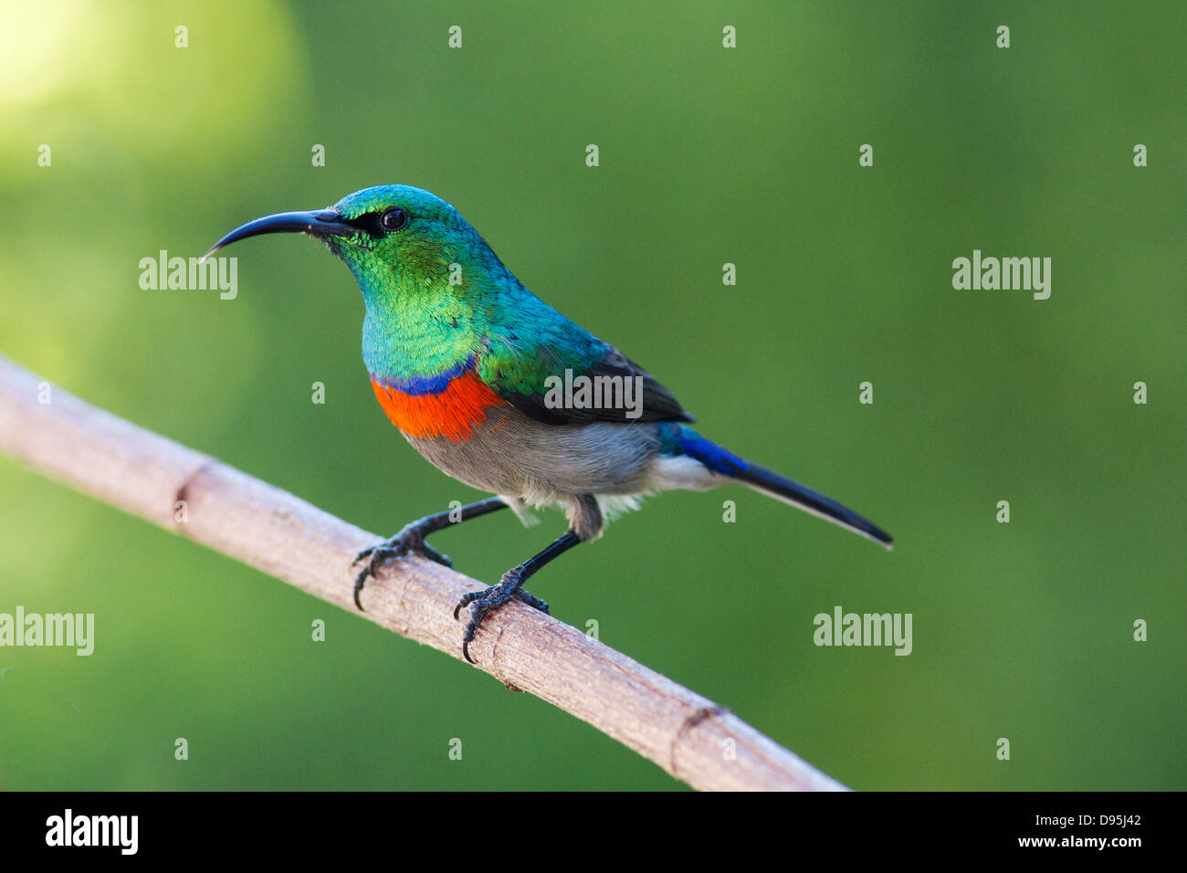 Wings perches hi-res stock photography and images - Alamy