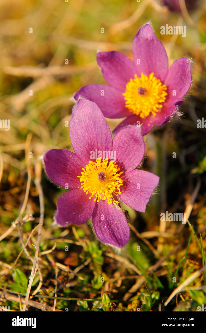 Close-Up of Pulsatilla Vulgaris, Pasque Flower, Oberpfalz, Bavaria ...