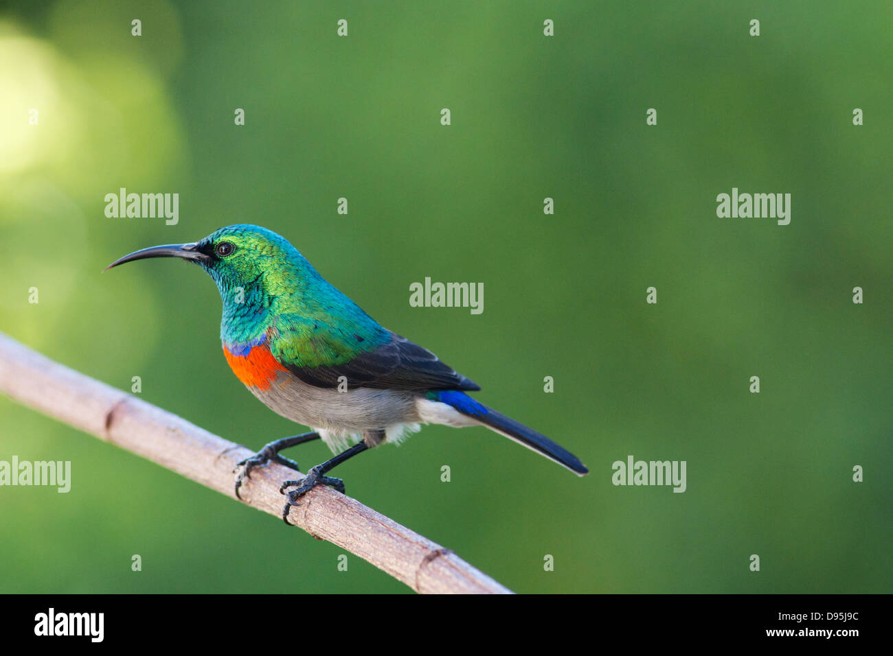 A Southern Double-Collared Sunbird Stock Photo - Alamy