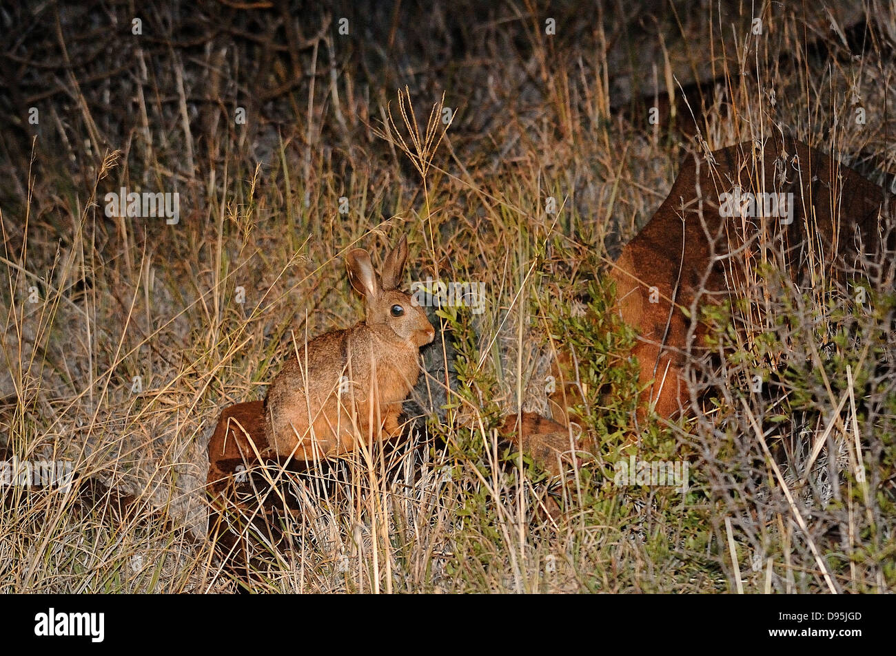 Rock rabbit hi-res stock photography and images - Alamy