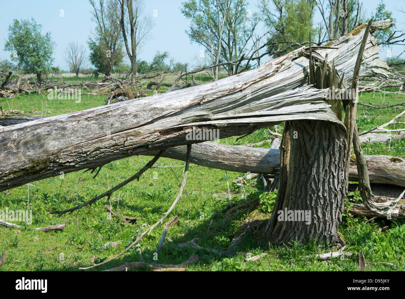 forest with dead and fallen trees after a storm Stock Photo - Alamy