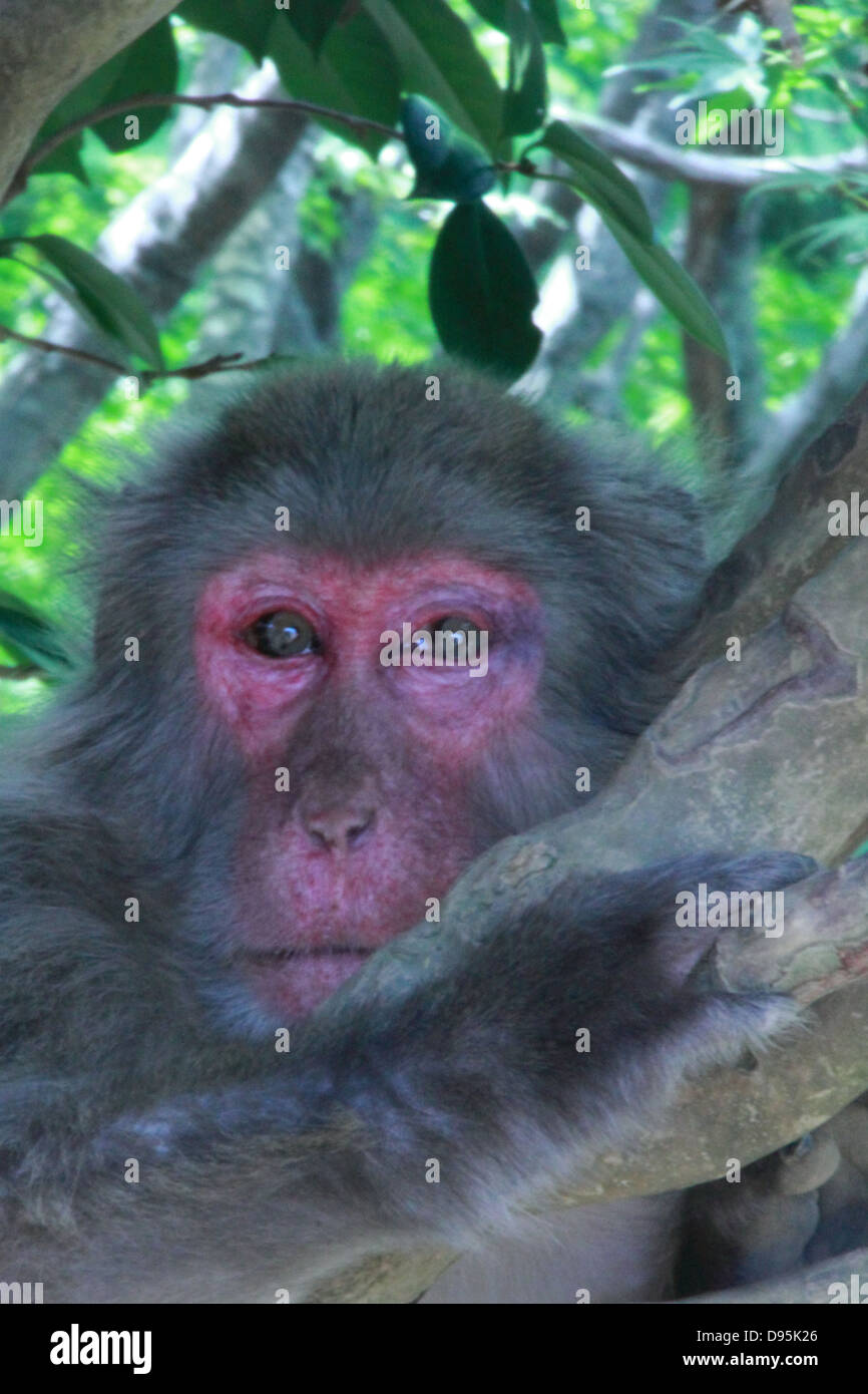 Japanese macaque (Macaca fuscata) in tree Stock Photo - Alamy