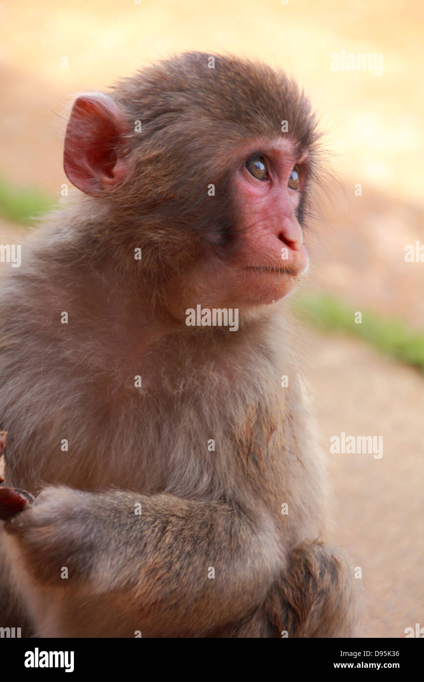 Young Japanese macaque (Macaca fuscata Stock Photo - Alamy