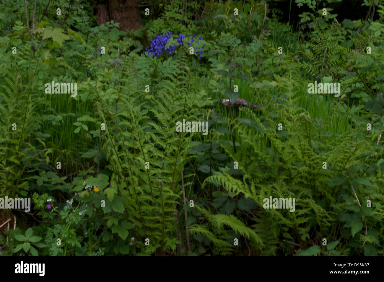 Bluebells in a woodland setting Stock Photo - Alamy
