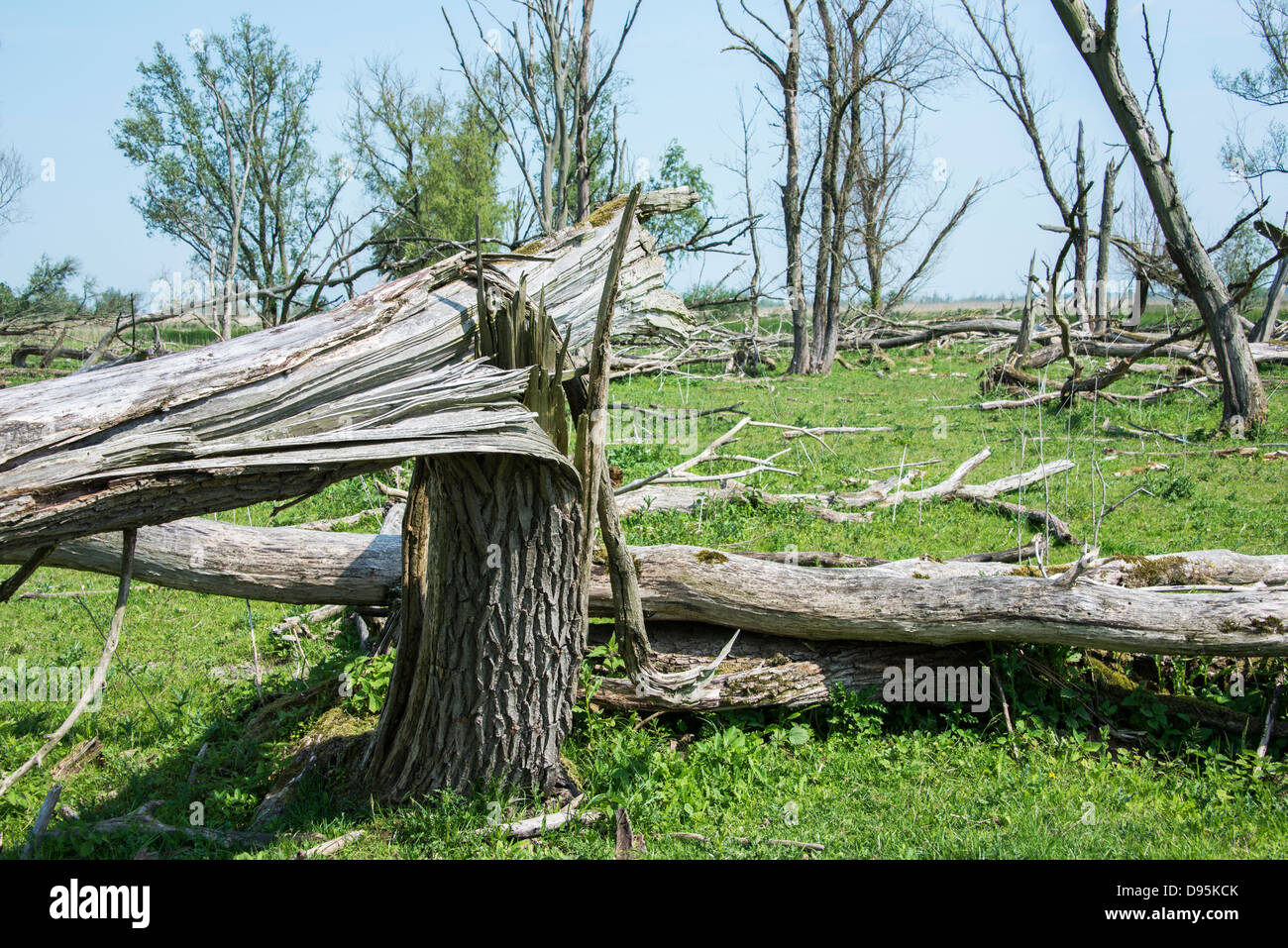forest with dead and fallen trees after a storm Stock Photo - Alamy