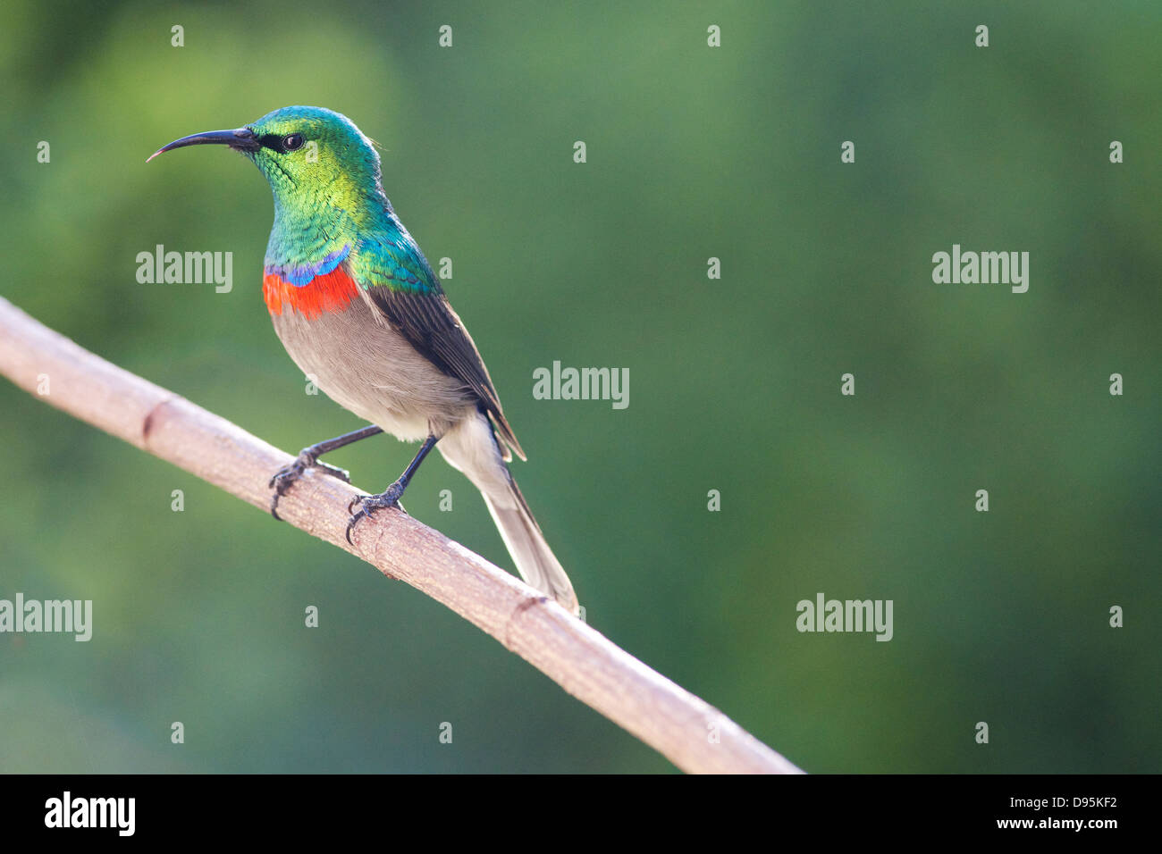 Bird with long thin beak hi-res stock photography and images - Alamy