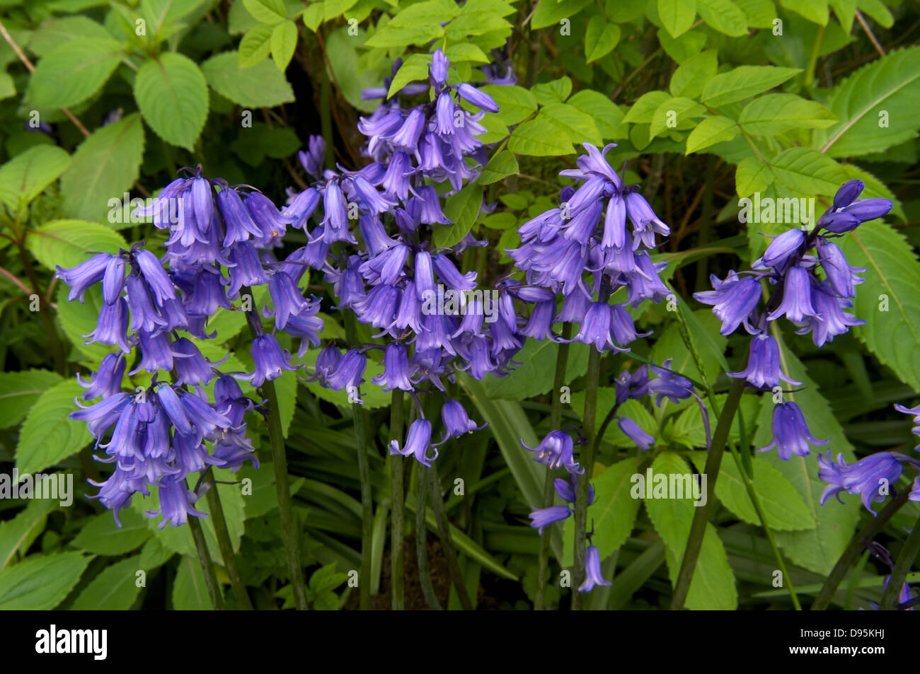 A Small Group Of Bluebells Stock Photo Alamy a-small-group-of-bluebells-stock-photo-alamy