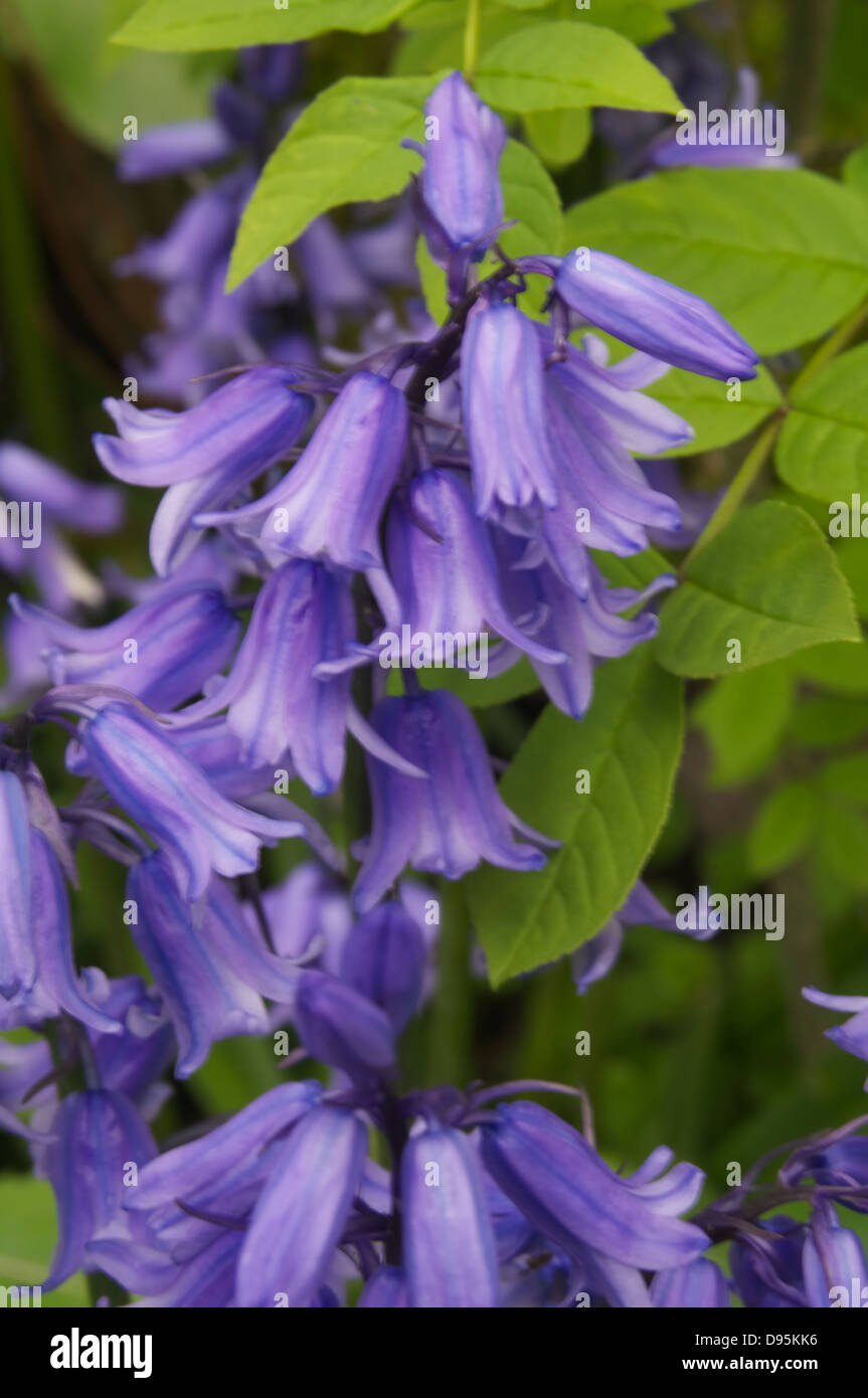 A small number of Bluebells in a group Stock Photo - Alamy